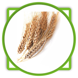 गहू लागवड agrowon gahu lagvad mahiti in marathi