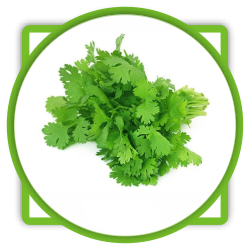 कोथिंबीर पिकावर कोणती कीटकनाशके वापरावी कोथिंबीर पिकावर कोणती फवारणी करावी