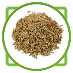 शाही-जीरे पेरणीची पद्धत शाही-जीरे पेरणीचे अंतर व खोली किती असावी