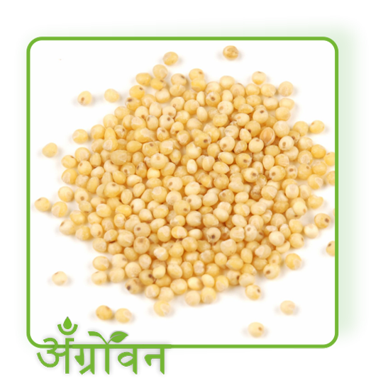 बाजरी लागवड bajari lagwad mahiti