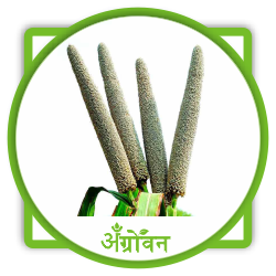 बाजरी लागवड व्यवस्थापन bajari lagwad vyavasthapan
