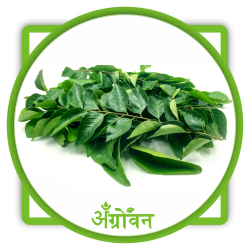 कढीपत्ता खत व्यवस्थापन कढीपत्ता लागवड कढीपत्ता खत व्यवस्थापन कढीपत्ता ...