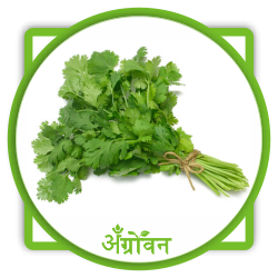 कों‍थिंबीर पेरणीची पद्धत कों‍थिंबीर पेरणीचे अंतर व खोली किती असावी ...