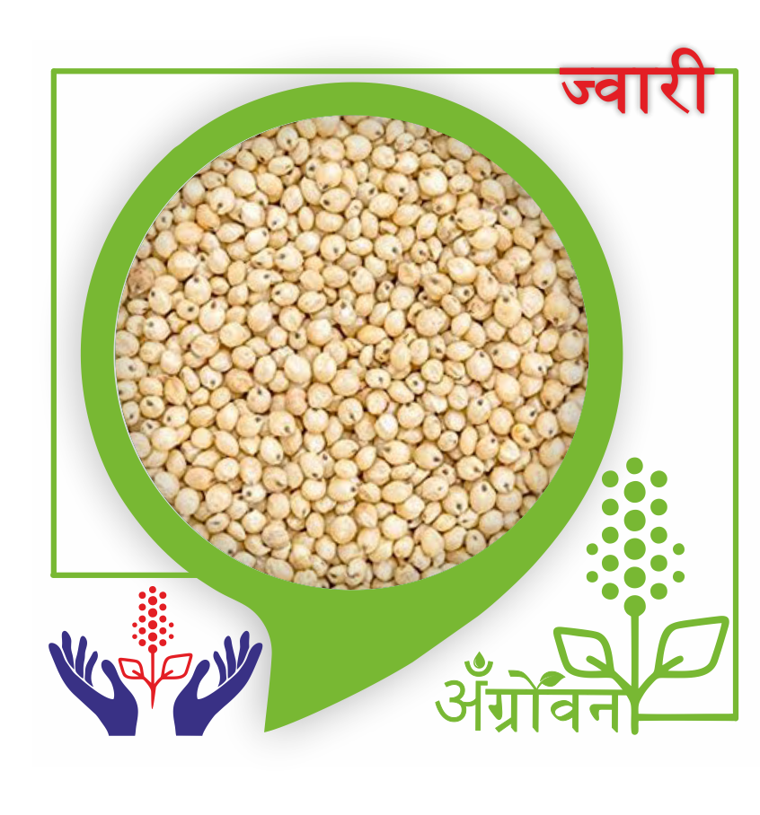 agrowone crop care jowar crop information in marathi