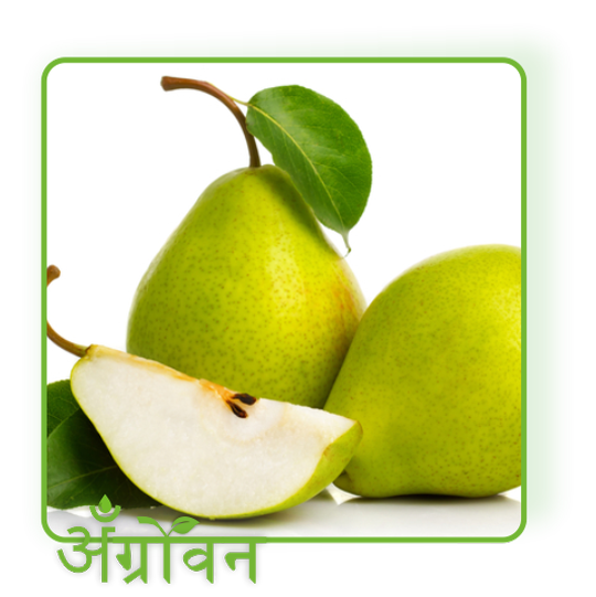 नासपती लागवड nashpati phal lagwad